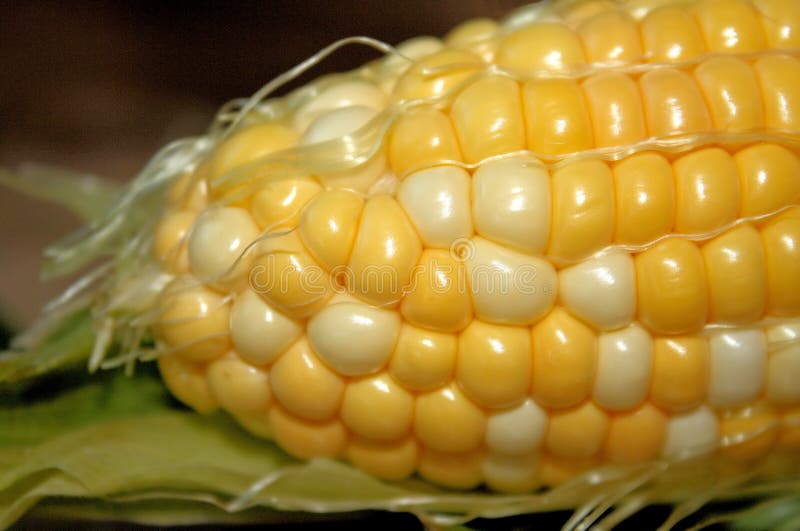 Fresh Sweet Corn stock photo. Image of vegetable, season - 26064428