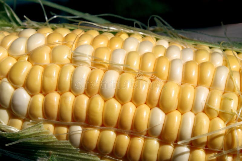 Fresh Sweet Corn stock image. Image of farm, corn, peaches - 26064445