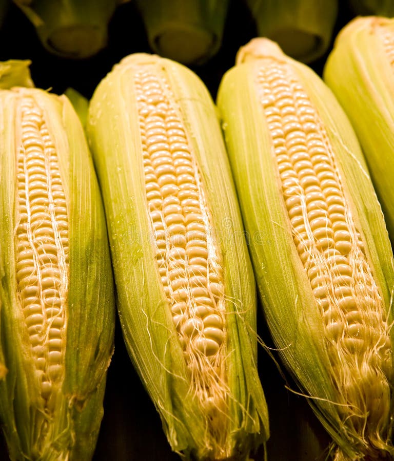 Fresh Sweet Corn stock photo. Image of food, veggies, ingredient - 7478838