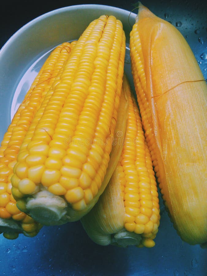 The fresh sweet corn. stock image. Image of fiber, healthy - 51448373