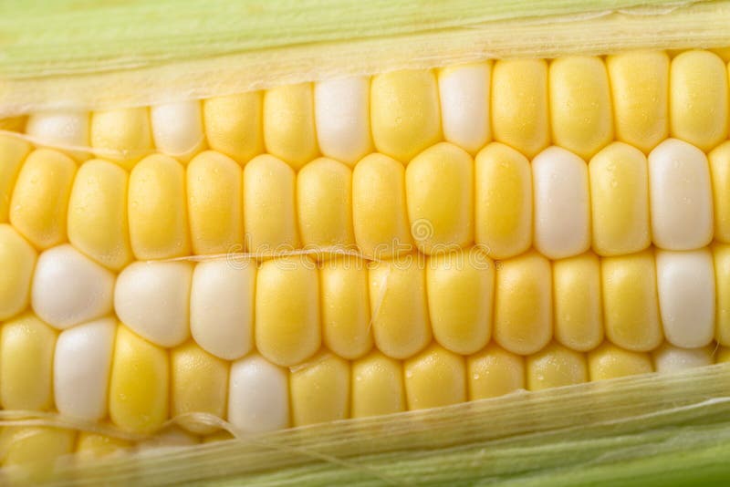 Fresh Sweet Corn (bicolor) Texture Background Stock Photo - Image of ...