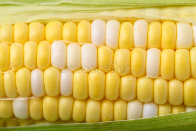 Fresh Sweet Corn (bicolor) Texture Background Stock Image - Image of ...