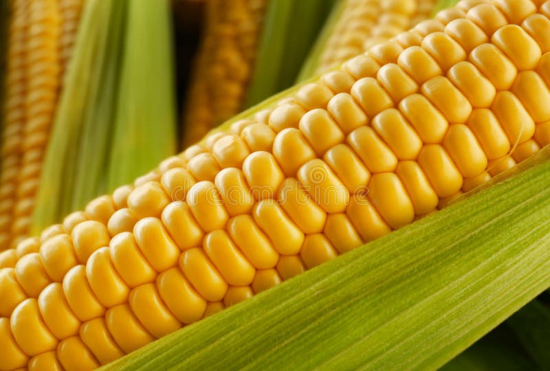 Fresh sweet corn stock image. Image of agriculture, leaf - 120344035