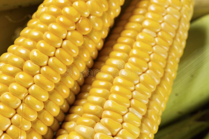 Fresh sweet corn stock image. Image of health, food, yellow - 46678603