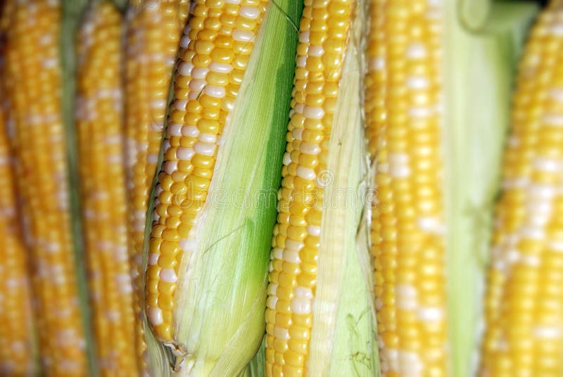 Basket Field Corn Display Stock Photos - Free & Royalty-Free Stock ...
