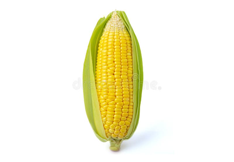 Fresh corn with husks. stock photo. Image of meal, isolated - 241486396