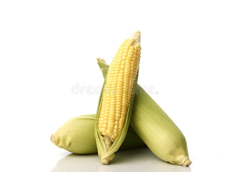 Three corn cobs with husks stock image. Image of vegetable - 125996187