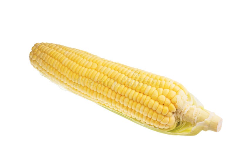 Fresh Sweet Corn Isolated Over White, Large DOF Focus Stack, with ...