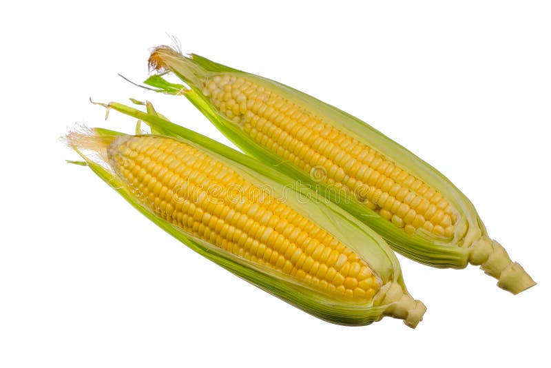 Fresh sweet corn stock photo. Image of color, healthy - 185428818