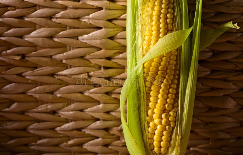 Fresh sweet corn. stock image. Image of organic, autumn - 101382007