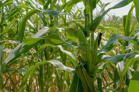 Fresh sweet corn on tree stock photo. Image of corn - 260482714