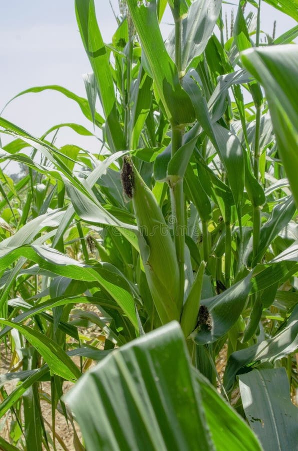 Fresh sweet corn on tree stock image. Image of green - 260482735