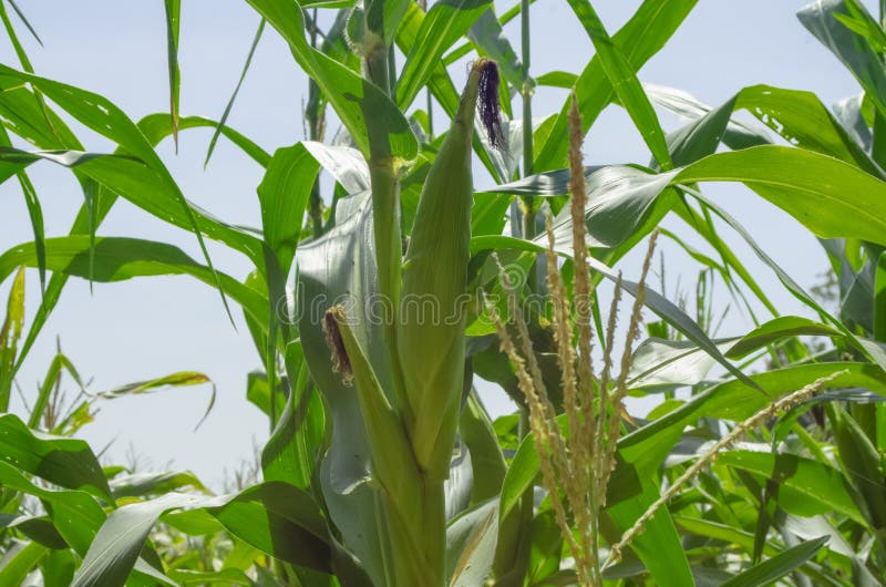 Fresh sweet corn on plant stock photo. Image of organic - 260495092