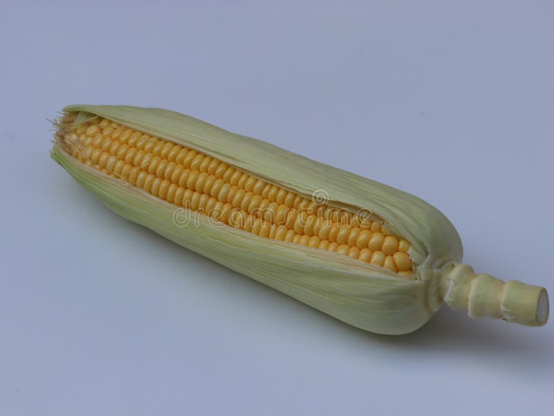 Fresh Sweet Corn Vegetable Isolated Stock Image - Image of isolated ...