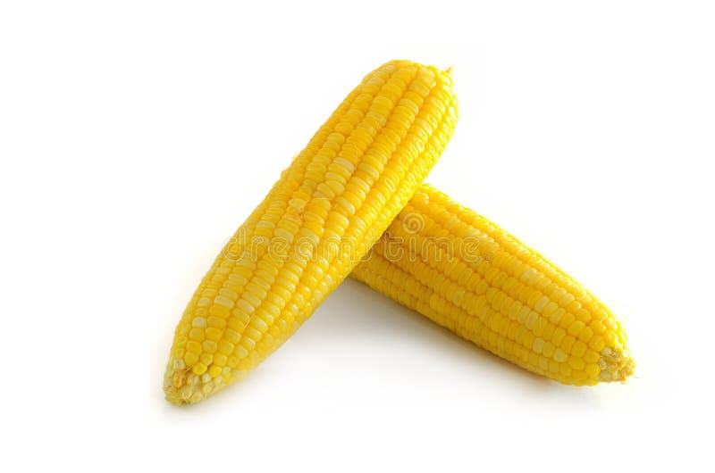Fresh Sweet Corn on White Background Stock Image - Image of background ...