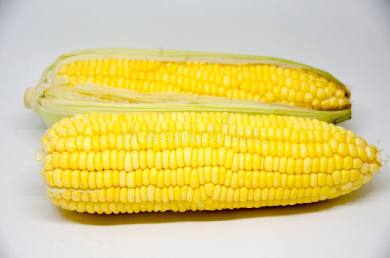 Fresh Sweet Corn on the White Background Stock Image - Image of produce ...