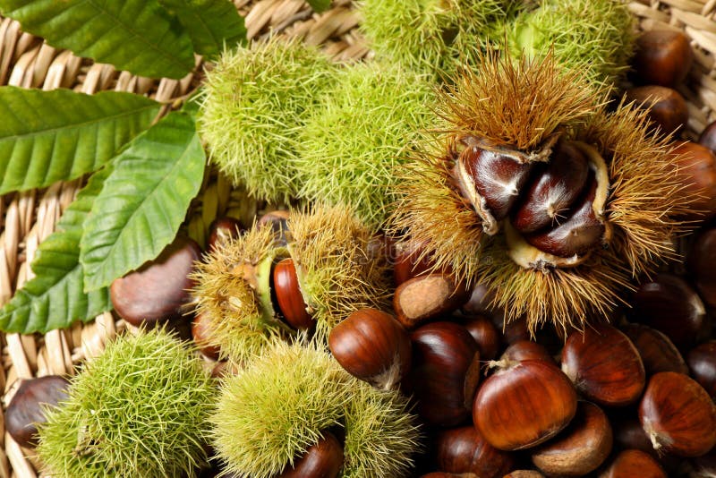 Fresh Sweet Edible Chestnuts on Wicker Mat Stock Image - Image of ...