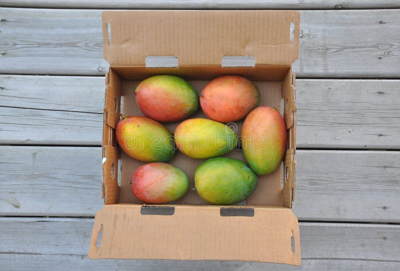 Box of mango fruits stock photo. Image of ingredients, fruits - 60358
