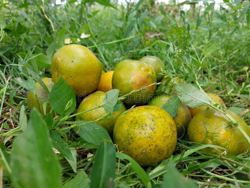 Fresh Sweet Orange of Brastagi Indonesia Stock Image - Image of ...