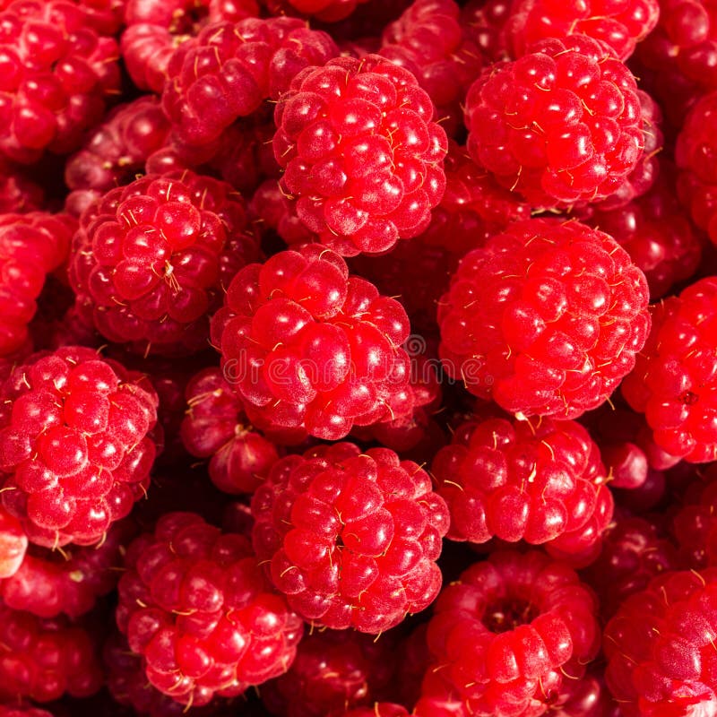 Fresh Sweet Raspberries Close Up. Raspberry Fruit Background Mac Stock ...