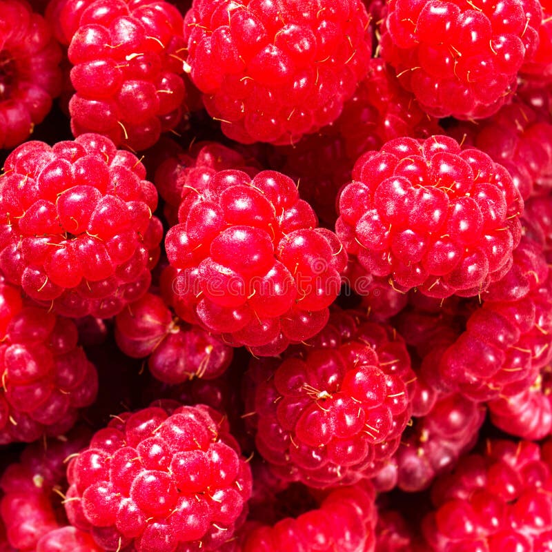 Fresh Sweet Raspberries Close Up. Raspberry Fruit Background Mac Stock ...