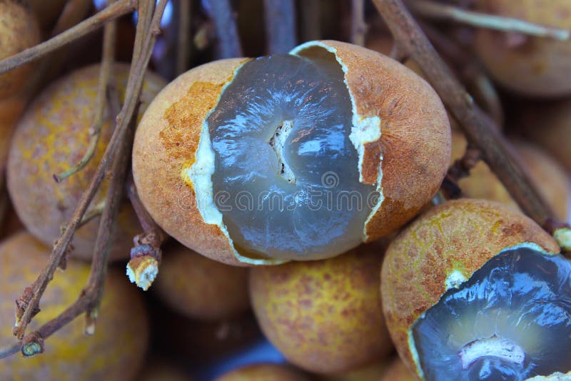 Fresh and Sweet Ripe Longan Stock Image - Image of ripe, longan: 168008089