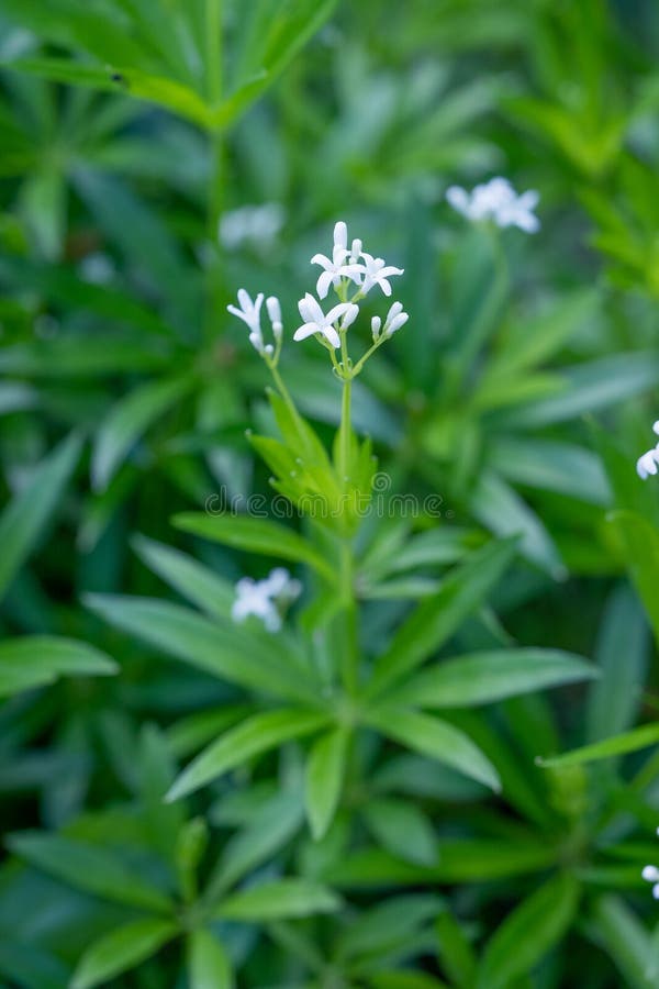 Fresh Sweet Woodruff Flowers on Blurred Background Stock Image - Image ...