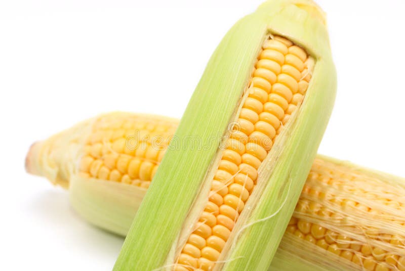 Fresh Sweetcorn stock image. Image of corn, autumn, cereal - 16074461