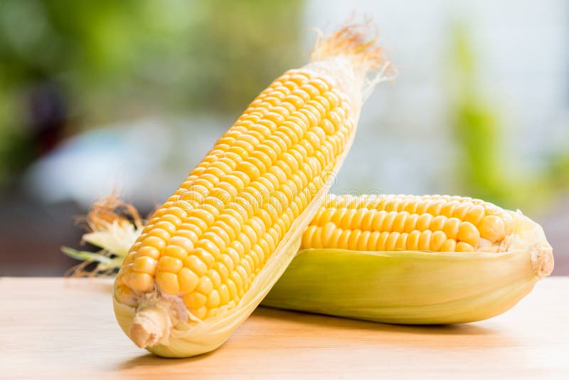 Fresh sweetcorn stock image. Image of husk, golden, kernels - 57034429