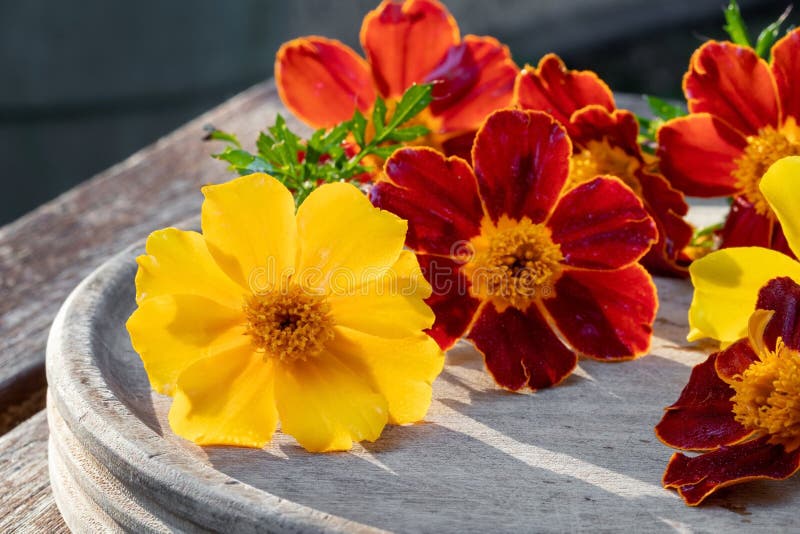 Fresh Tagetes Patula Flowers on a Table Stock Photo - Image of bloom ...
