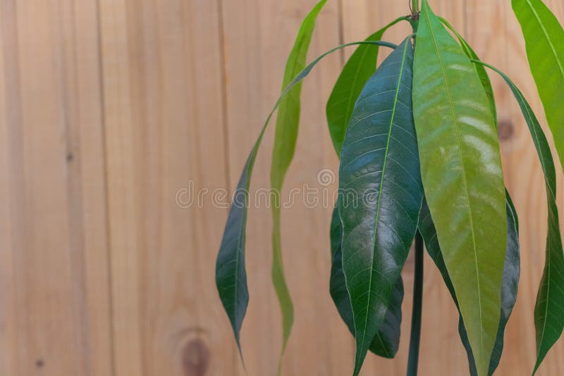 A Fresh Take on Indoor Greenery: Close-Up Mango Tree Leaves with Copy ...