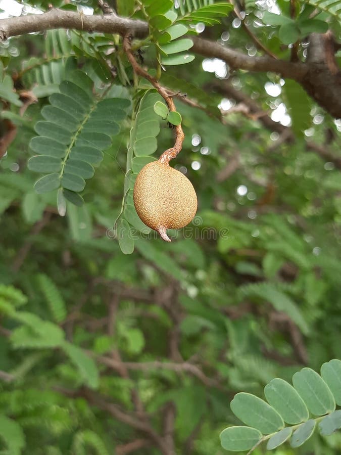 Fresh Tamarind Fruit Bud on Tamarind Tree Stock Photo - Image of ...