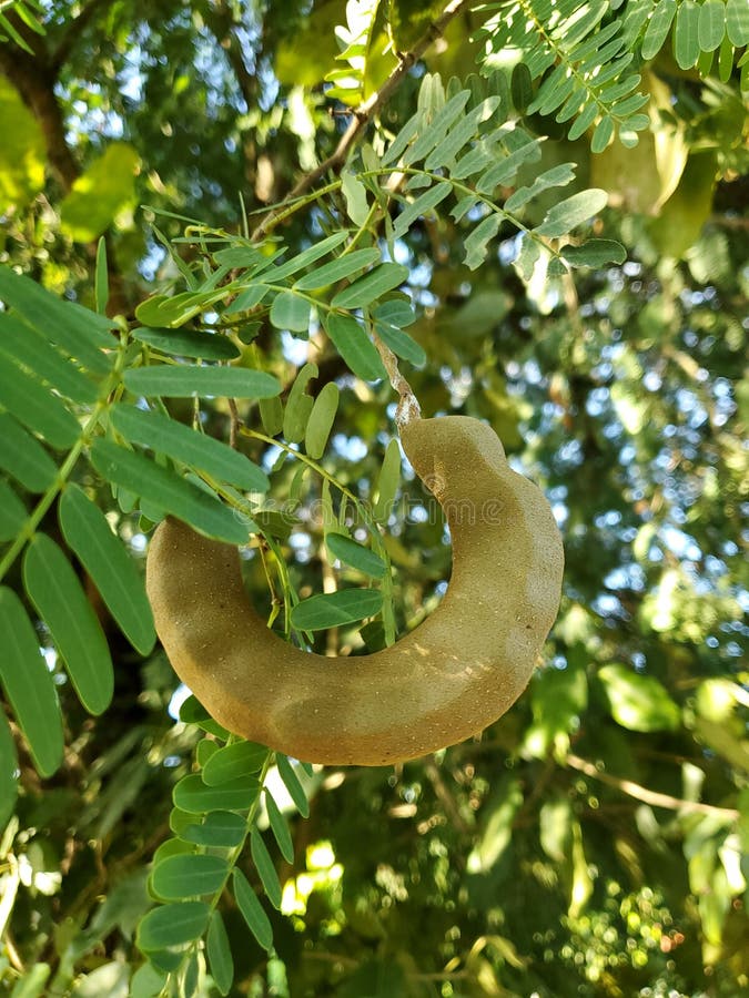 Fresh Tamarind on the Tree. Stock Photo - Image of sour, farm: 161593536
