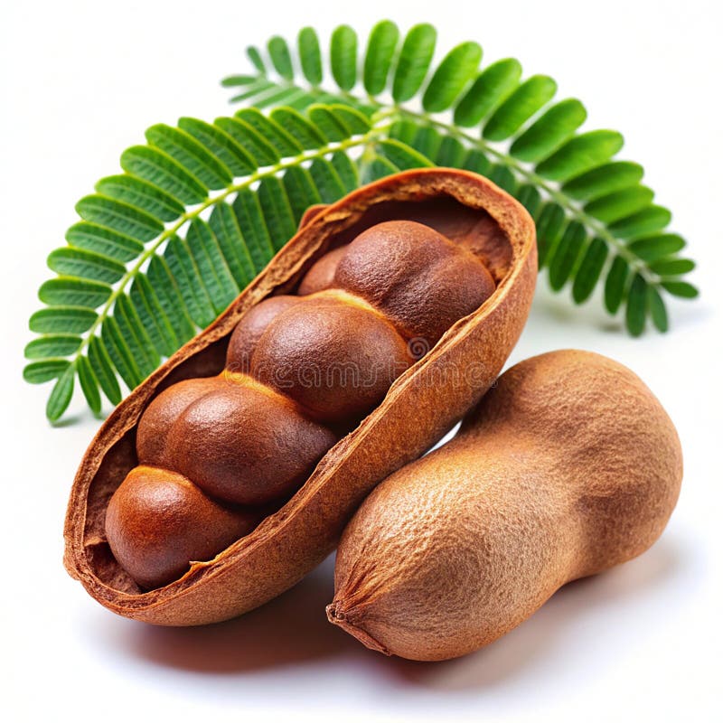 Fresh Tamarind Pod with Brown Shell on Transparent Background Stock ...