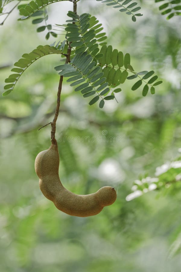 Fresh Tamarind stock image. Image of closeup, food, ripe - 34653015