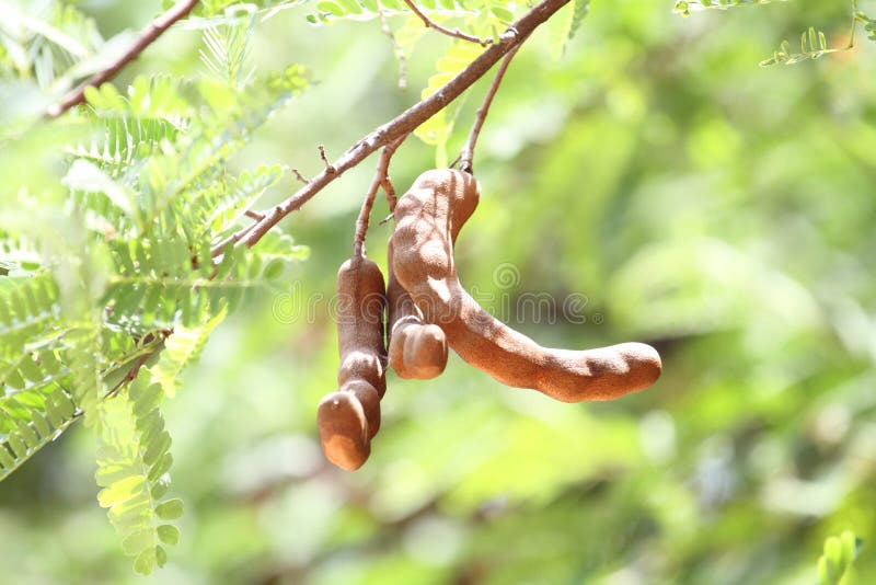 Fresh tamarind on tree stock photo. Image of tropical - 56103490