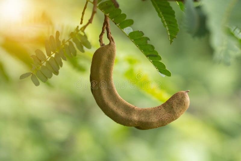 Fresh Tamarind on Tree, Tammarind Tree Stock Image - Image of freshness ...