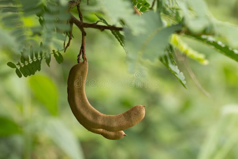 Fresh Tamarind on tree. stock photo. Image of freshness - 191390860