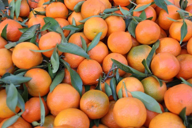Fresh tangerine stock image. Image of citrus, blossom - 40363665