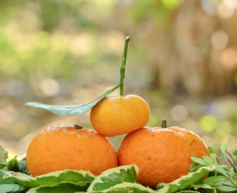 Fresh tangerines stock image. Image of peel, juice, leaf - 29382363