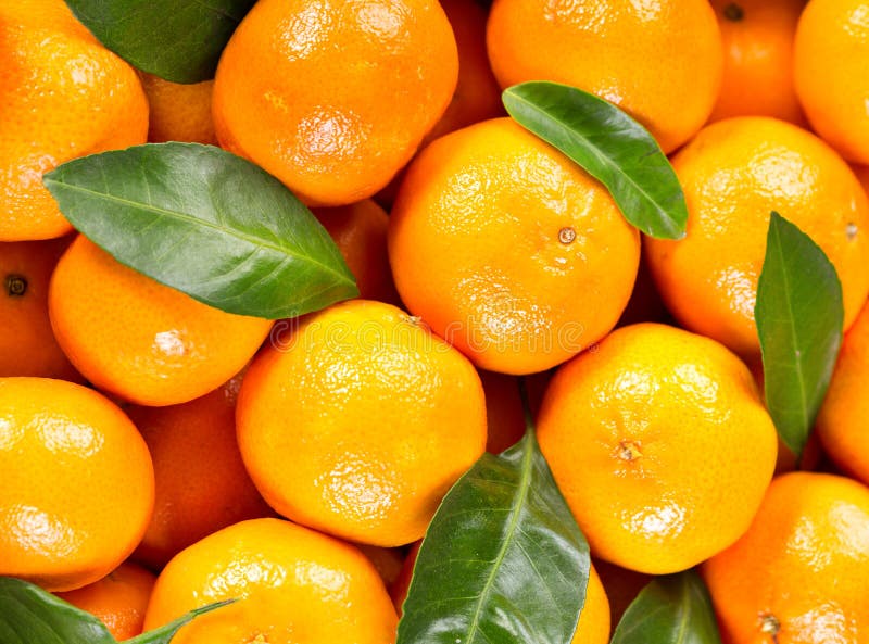 Fresh tangerines stock photo. Image of ripe, healthy - 36487078