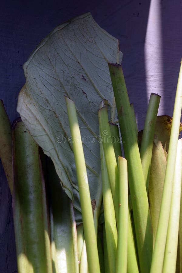 Taro Tree Trunk that Has Been Cut from Its Leaves. Stock Photo - Image ...