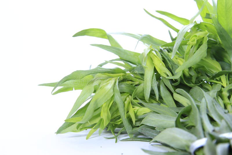Fresh tarragon herb stock photo. Image of fragrance, fresh - 71108496