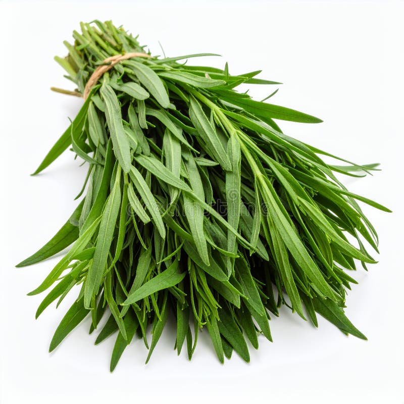 Fresh Tarragon Herb Bunch, Aromatic Culinary Ingredient, Culinary ...
