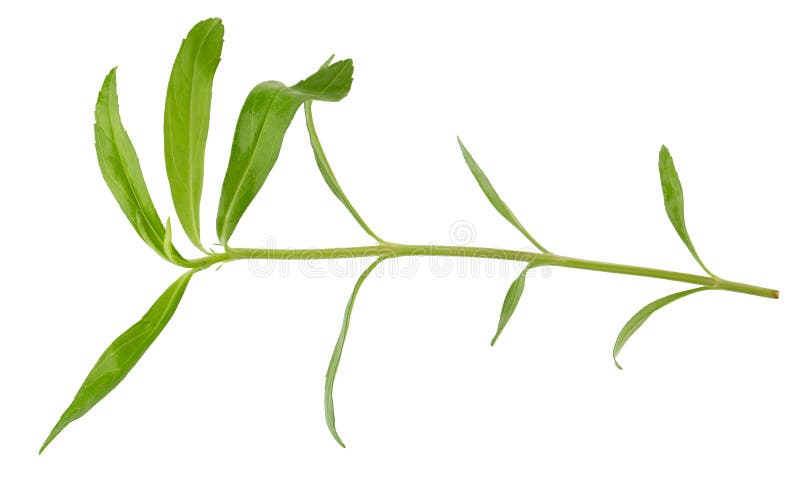 Fresh Tarragon Herbs, Tarragon Herbs Close Up Isolated on White ...