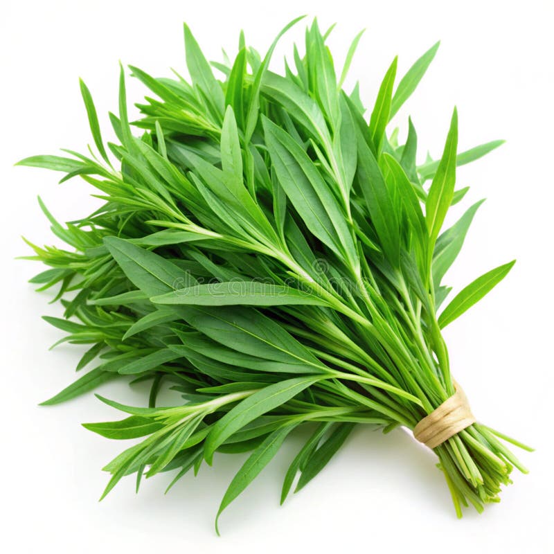 Fresh tarragon isolated stock illustration. Illustration of plant ...