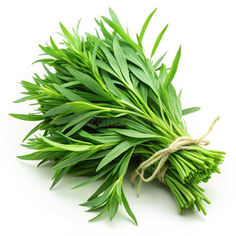 Fresh tarragon isolated stock illustration. Illustration of herb ...