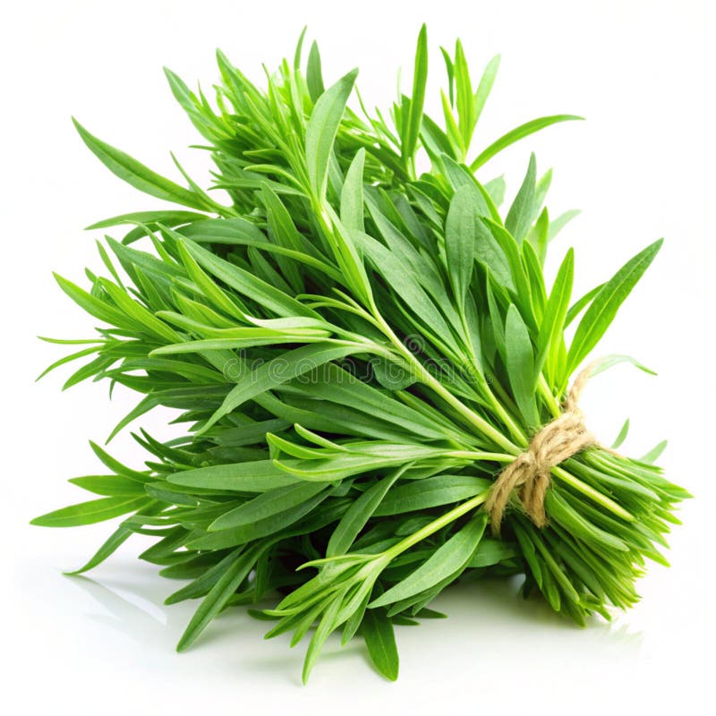 Fresh tarragon isolated stock illustration. Illustration of isolate ...