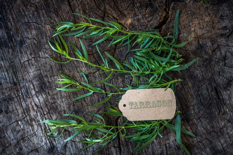 Tarragon stock photo. Image of scented, medicine, botany - 20170056