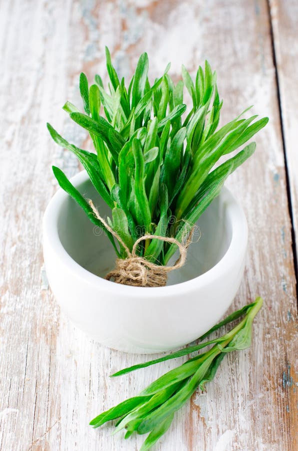 Tarragon stock photo. Image of tarkhun, tarragon, green - 2467774